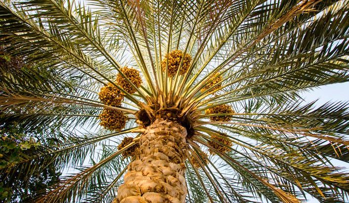 Like a palm tree… – UCKG SWEDEN